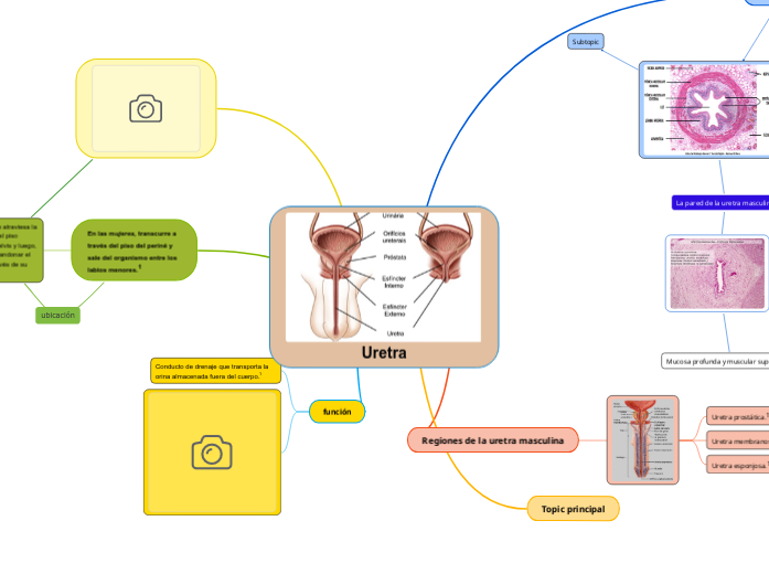 Uretra.2 - Mind Map