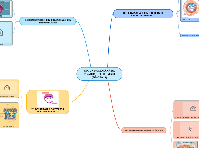SEGUNDA SEMANA DE DESARROLLO HUMANO (DÍAS ...- Mind Map