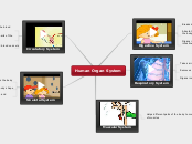Human Organ System - Mind Map
