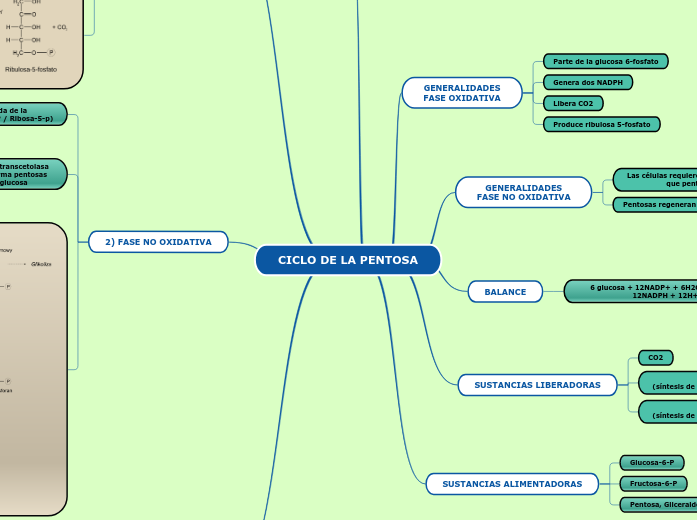 CICLO DE LA PENTOSA - Mind Map