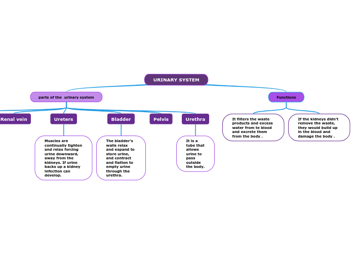 Urinary System Concept Map