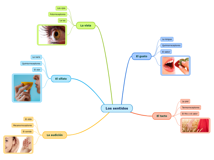 Los sentidos - Mind Map