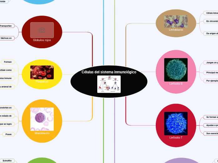 Células del sistema inmunológico - Mind Map