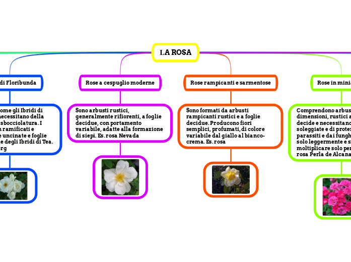 LA ROSA - Mind Map
