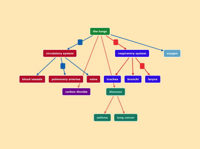 the lungs - Mind Map