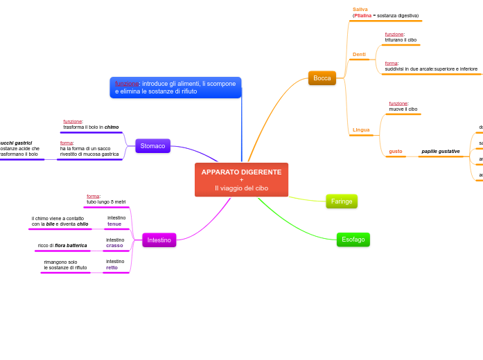 Apparato digerente - Elena - Mind Map