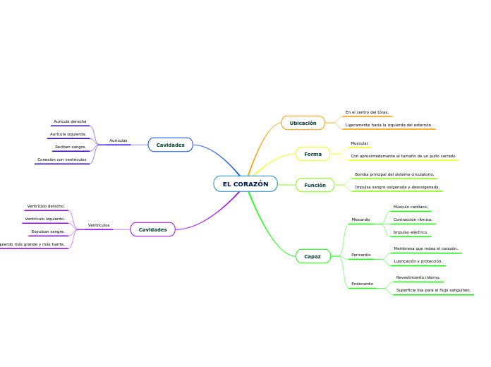EL CORAZÓN - Mind Map