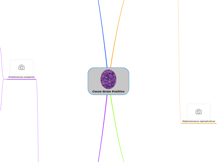 Cocos Gram Positivo - Mind Map