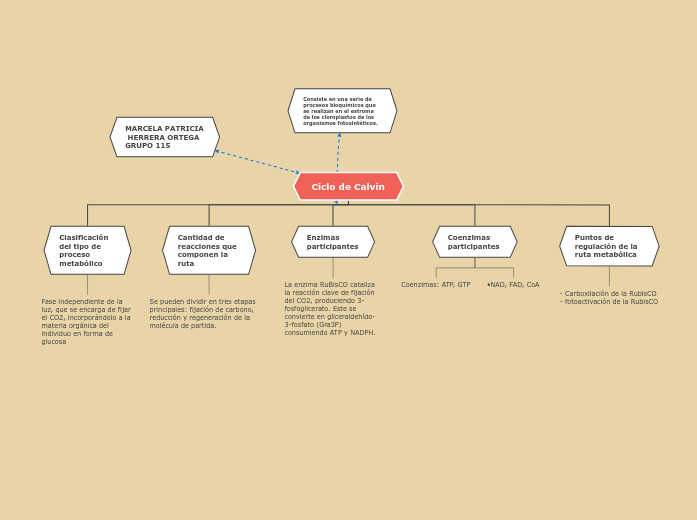 Ciclo de Calvin - Mind Map