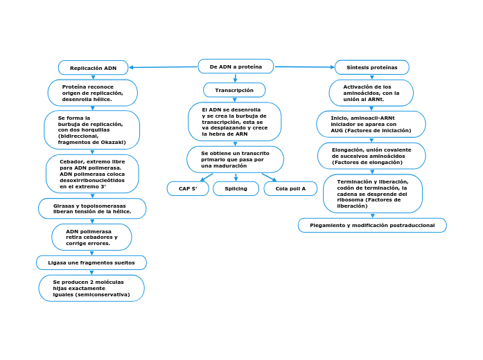 De ADN a proteína - Mind Map