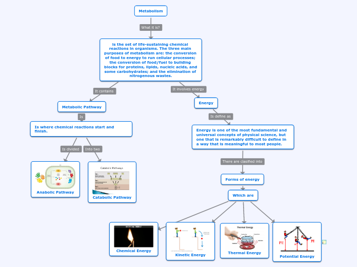 Metabolism - Mind Map