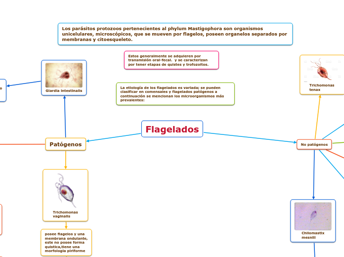 Flagelados - Mind Map