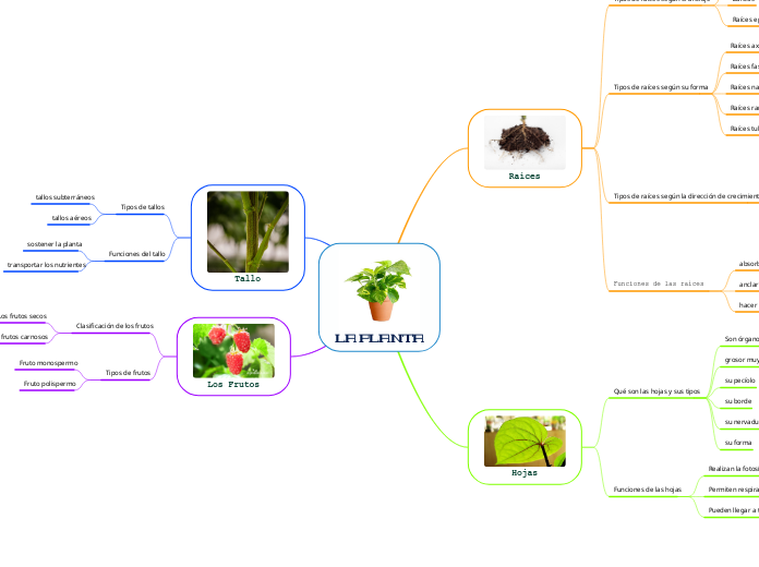 LA PLANTA - Mind Map
