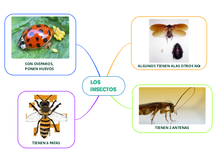 LOS INSECTOS - Mind Map
