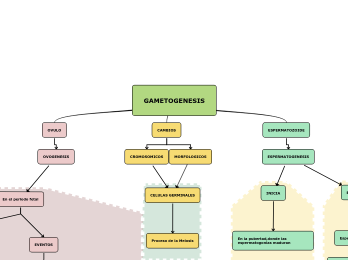GAMETOGENESIS - Mind Map