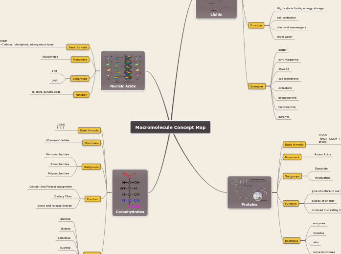 Macromolecules Concept Map