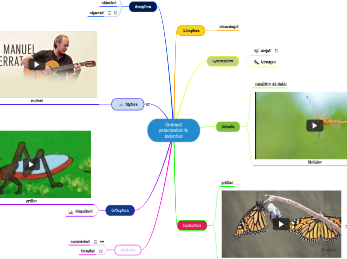 Órdenes principales de insectos - Mind Map