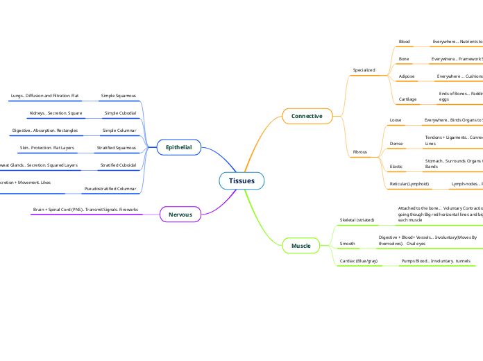 Tissues - Mind Map