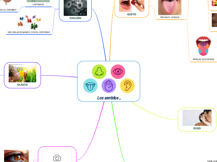 Los sentidos - Mind Map