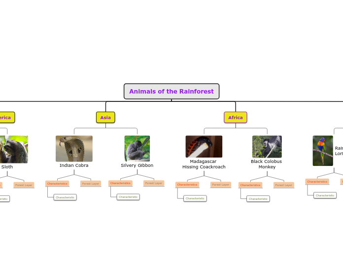 Animals of the Rainforest - Mind Map