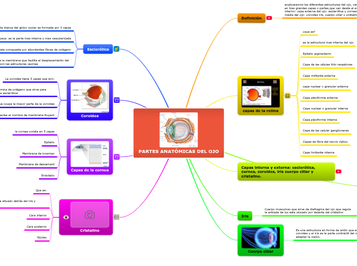 PARTES ANATÓMICAS DEL OJO - Mind Map