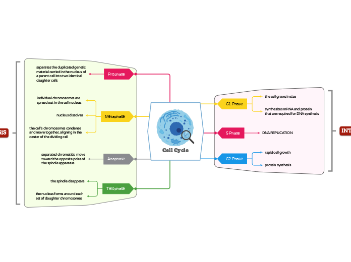 Cell Cycle - Mind Map