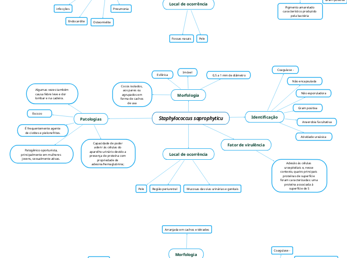 Staphylococcus saprophyticu - Mind Map