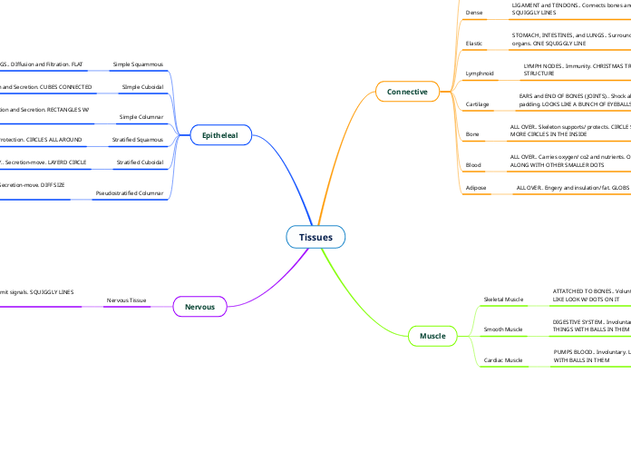 Tissues - Mind Map