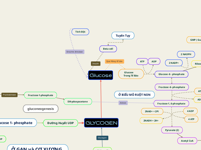 Glucose - Mind Map