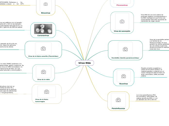 Virus RNA - Mind Map