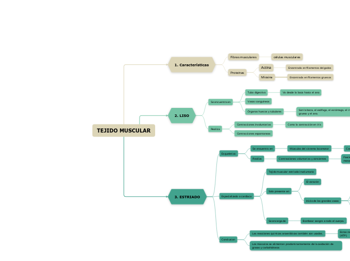 TEJIDO MUSCULAR - Mind Map