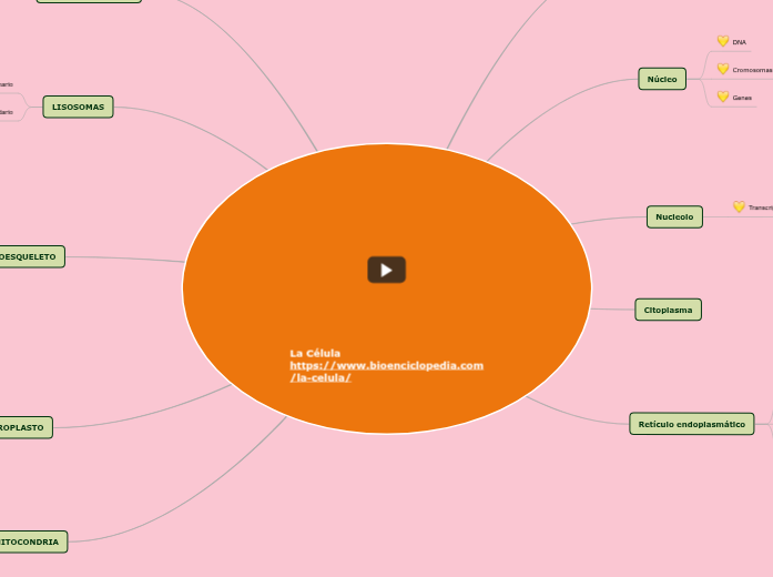 La Célula https://www.bioenciclopedia.c...- Mind Map