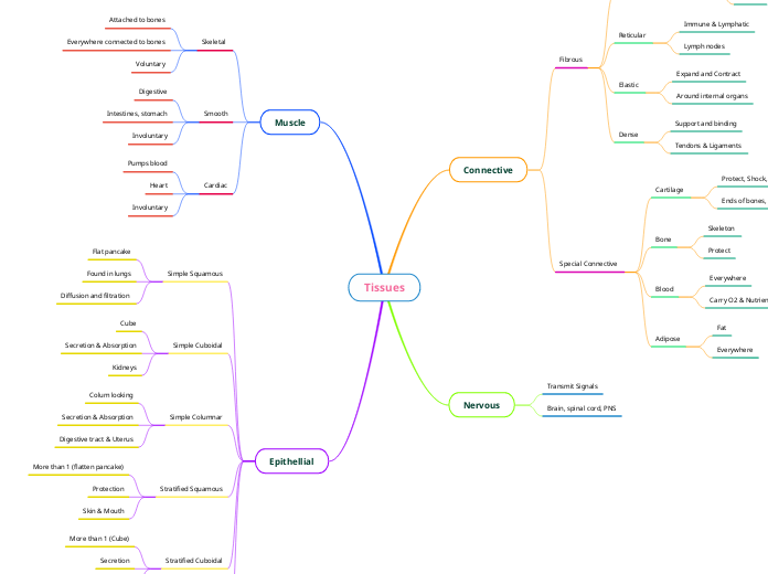 Tissues - Mind Map