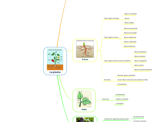 La planta - Mind Map