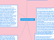 Life cycle of butterfly - Mind Map