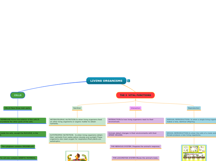 LIVING ORGANISMS - Mind Map
