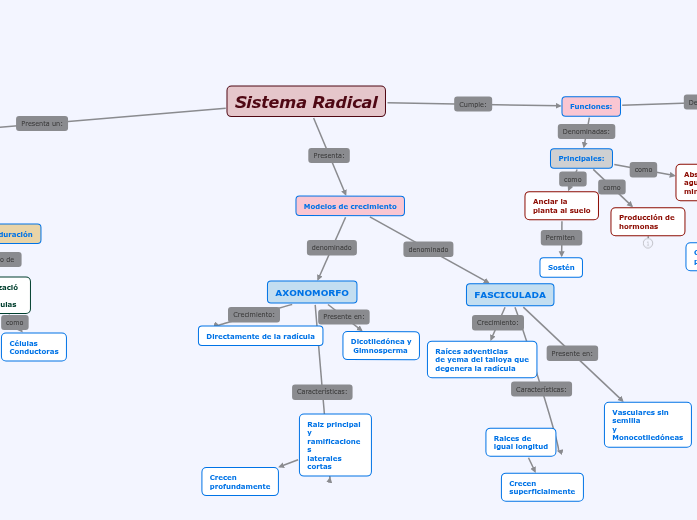 Raíz - Concept Map