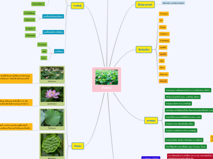 Lotus61106472 - Mind Map