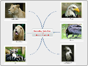Wild Animals - Mind Map