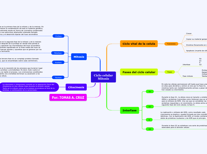 Mentefacto de la mitosis - Mind Map