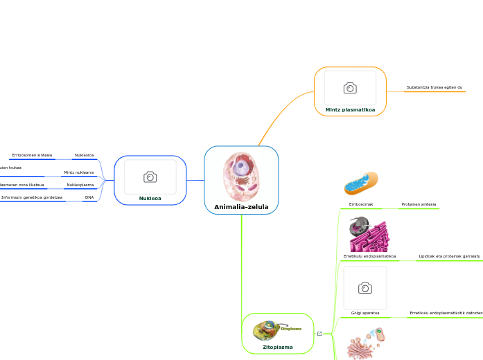 Animalia-zelula - Mind Map