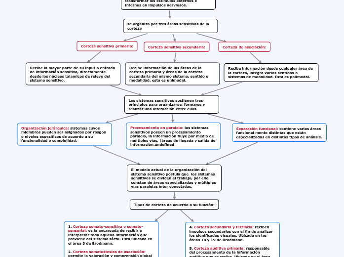 Principios de organización del sistema sen...- Mind Map