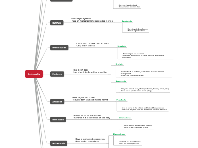 Invertebrates: Phylogenetic Tree - Mind Map