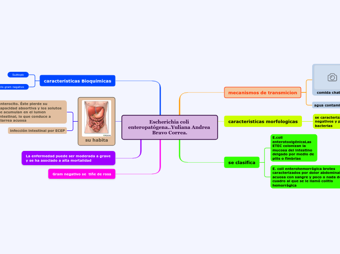 Escherichia coli enteropatógena..Yuliana A...- Mind Map
