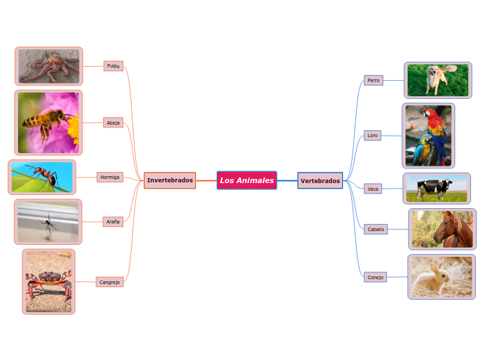 Los Animales - Mind Map