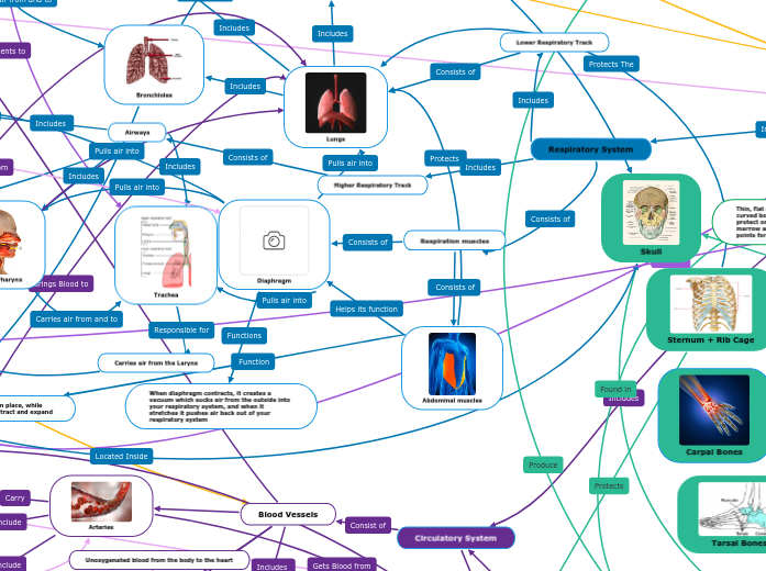 The Human Body Systems - Mapa Mental - Amostra