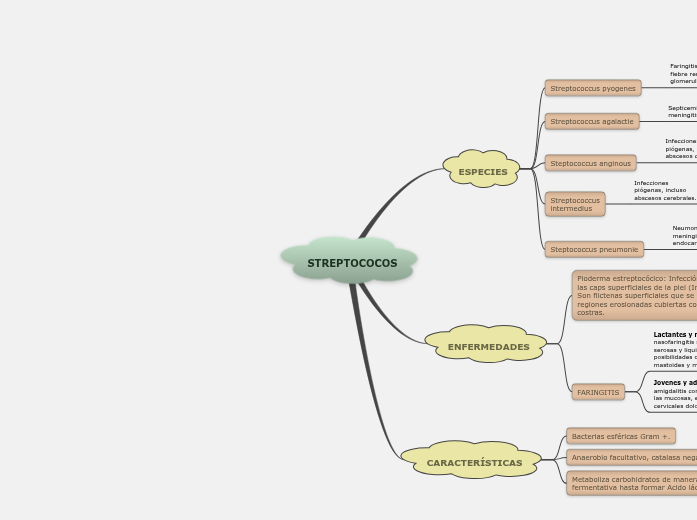 STREPTOCOCOS - Mind Map