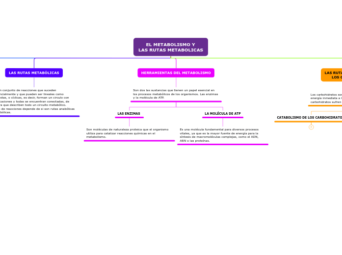 EL METABOLISMO Y LAS RUTAS METABOLICAS - Mind Map