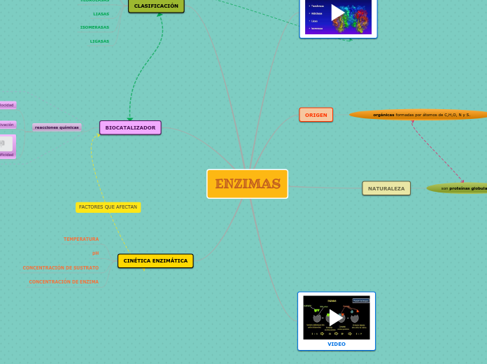 ENZIMAS - Mind Map