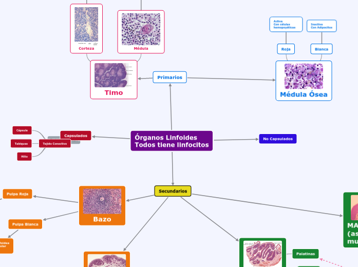 Organos Linfoides - Concept Map